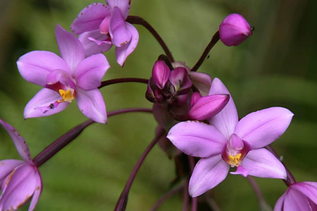 Complete Care for Ground Orchids | Plantly
