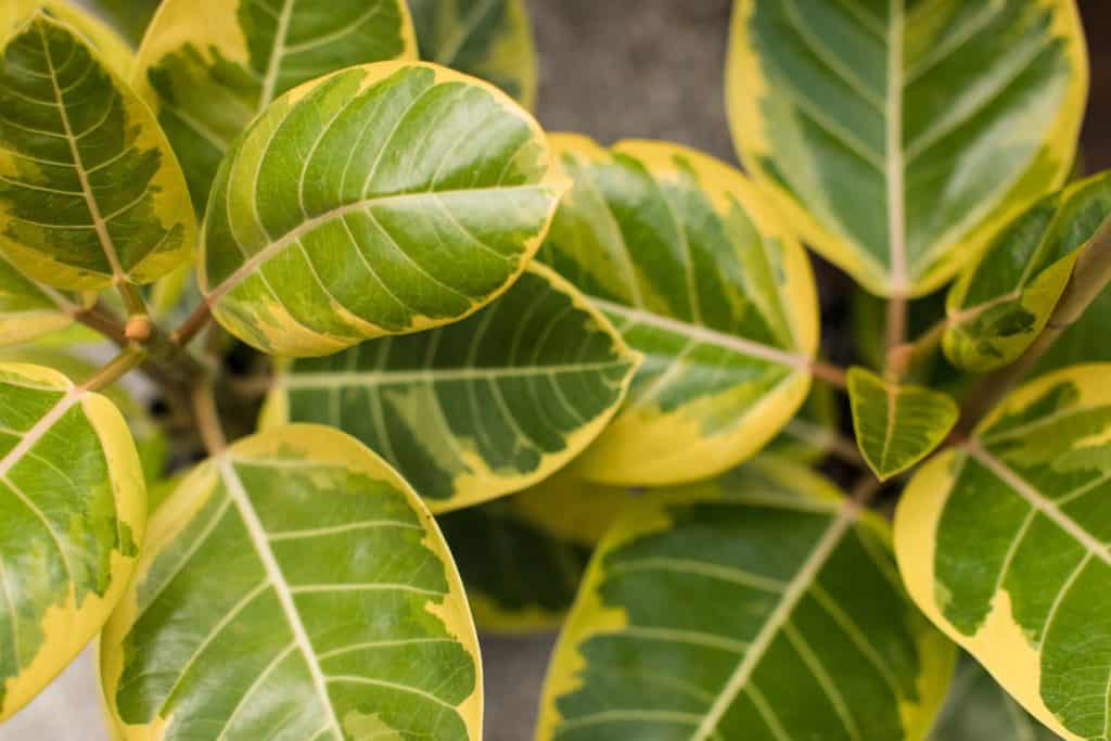 Ficus Triangularis Plant Care Guide | Plantly