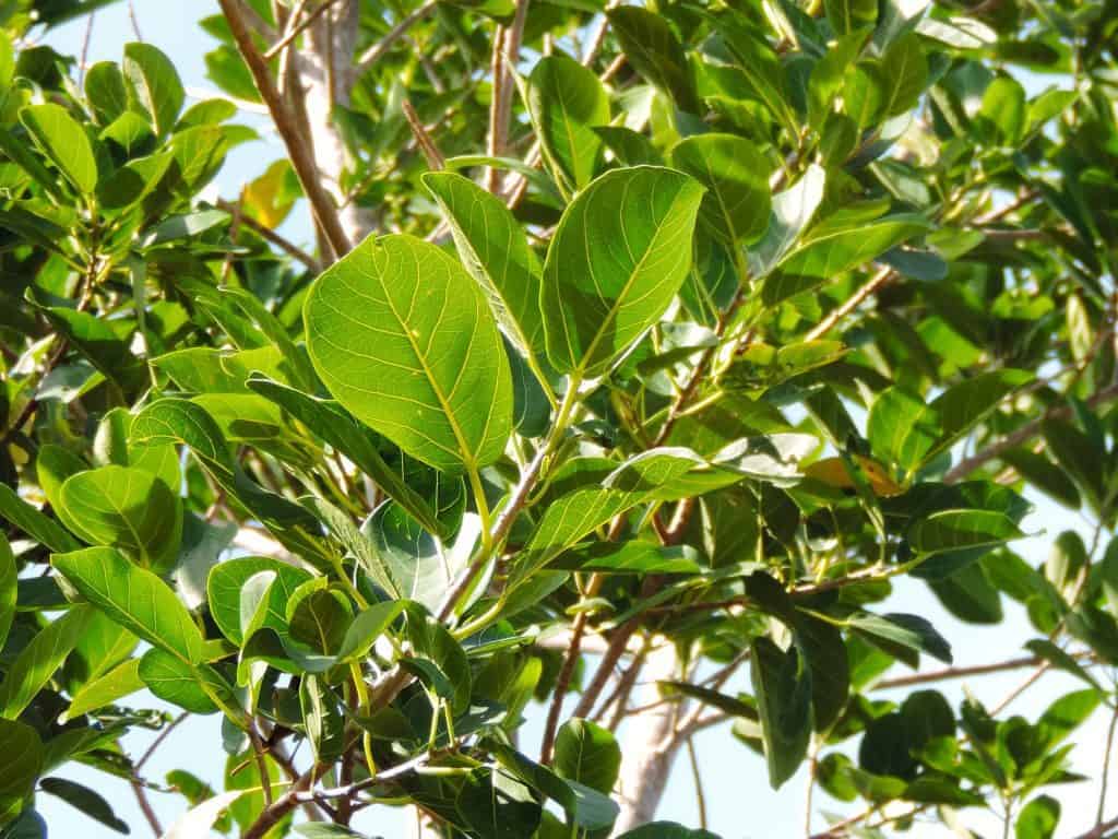 Ficus Benghalensis Plant Care Guide | Plantly
