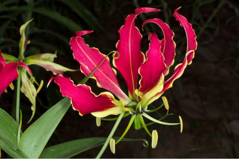 Unleash The Brilliant Fire Lily With Our Care | Plantly