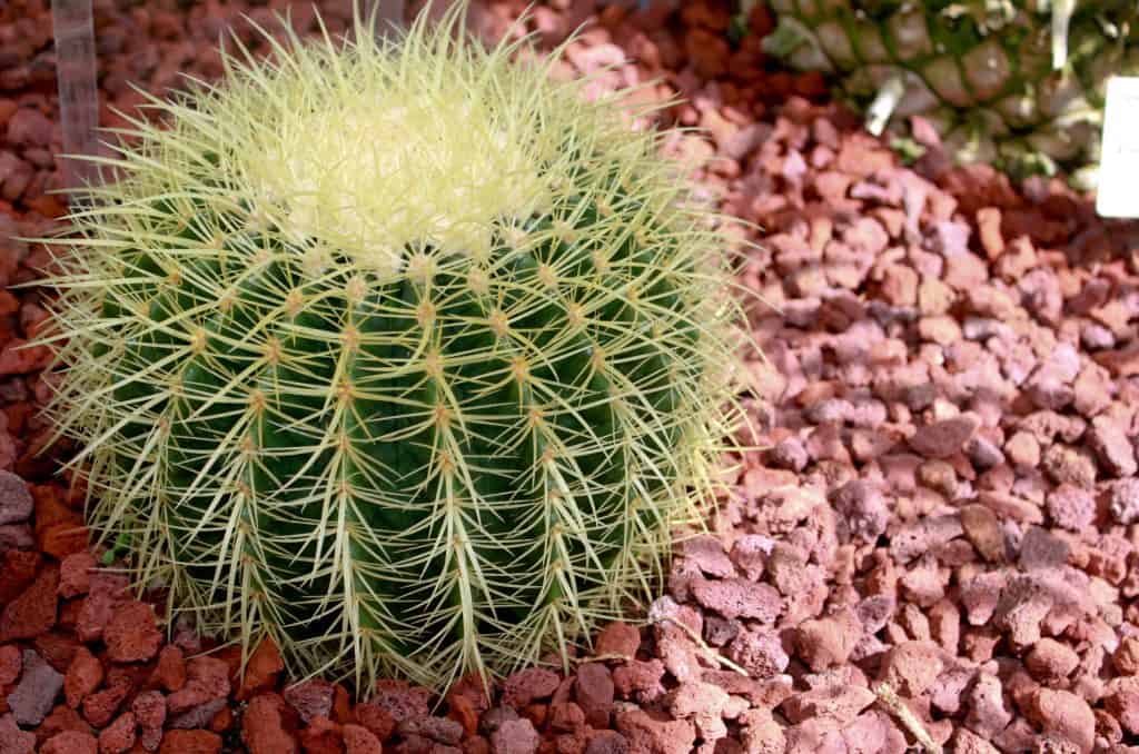 Best Tall Cactus Plants For Your Gardens | Plantly
