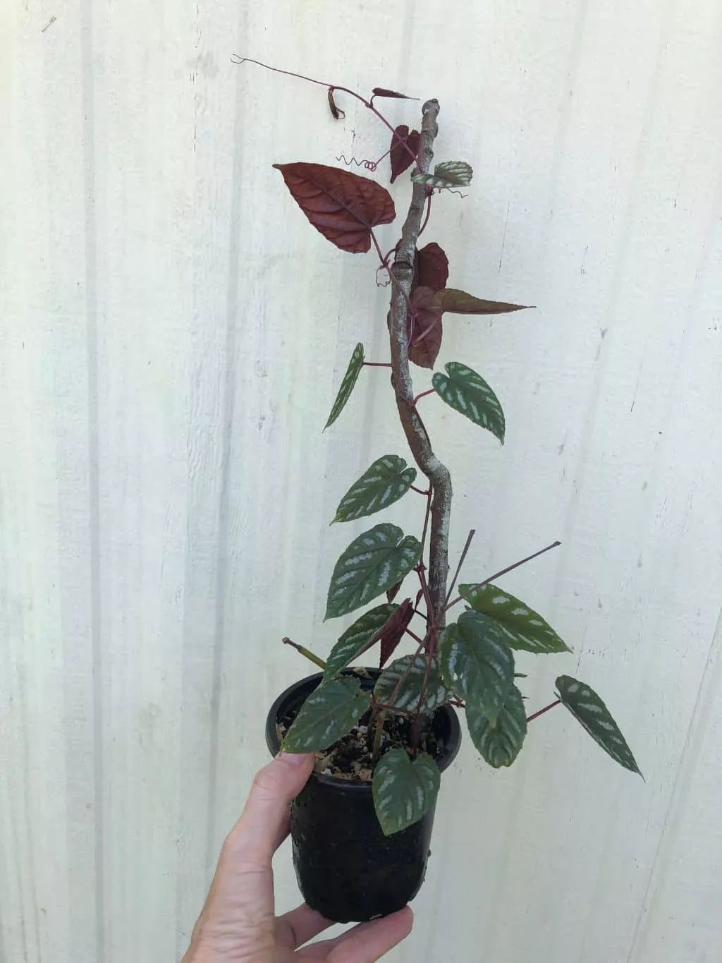 Cissus Discolor Plant, Begonia Vine in 3" pot | Plantly