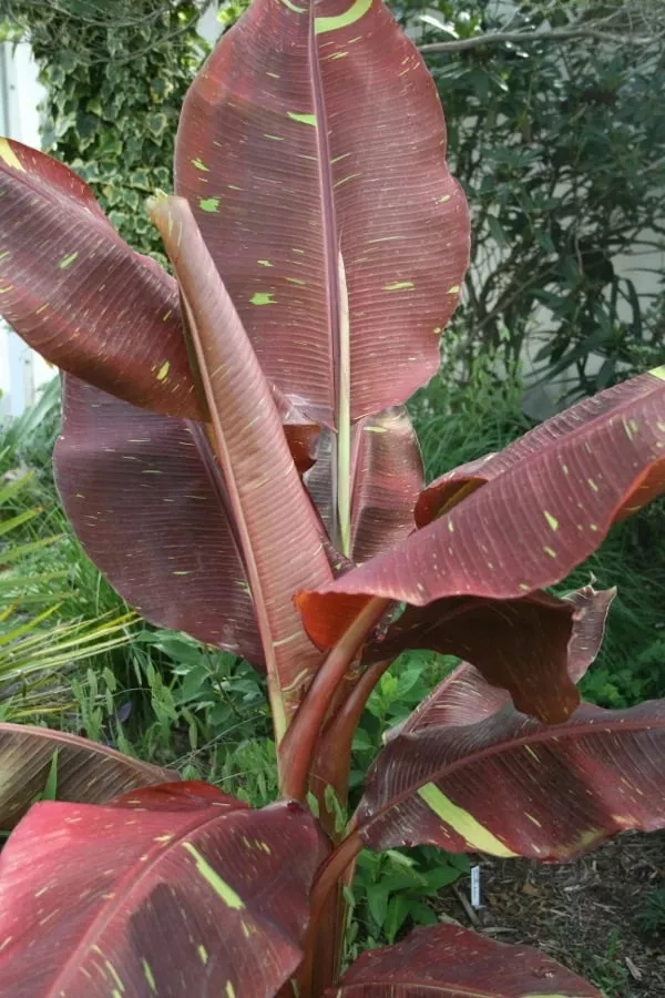 Musa 'Siam Ruby' -- Red leafed banana (hardy to 9a) | Plantly