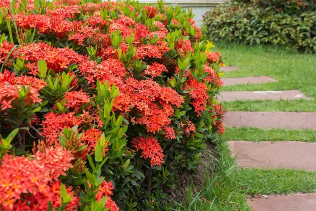 Ixora Plant Care And Complete Guide | Plantly