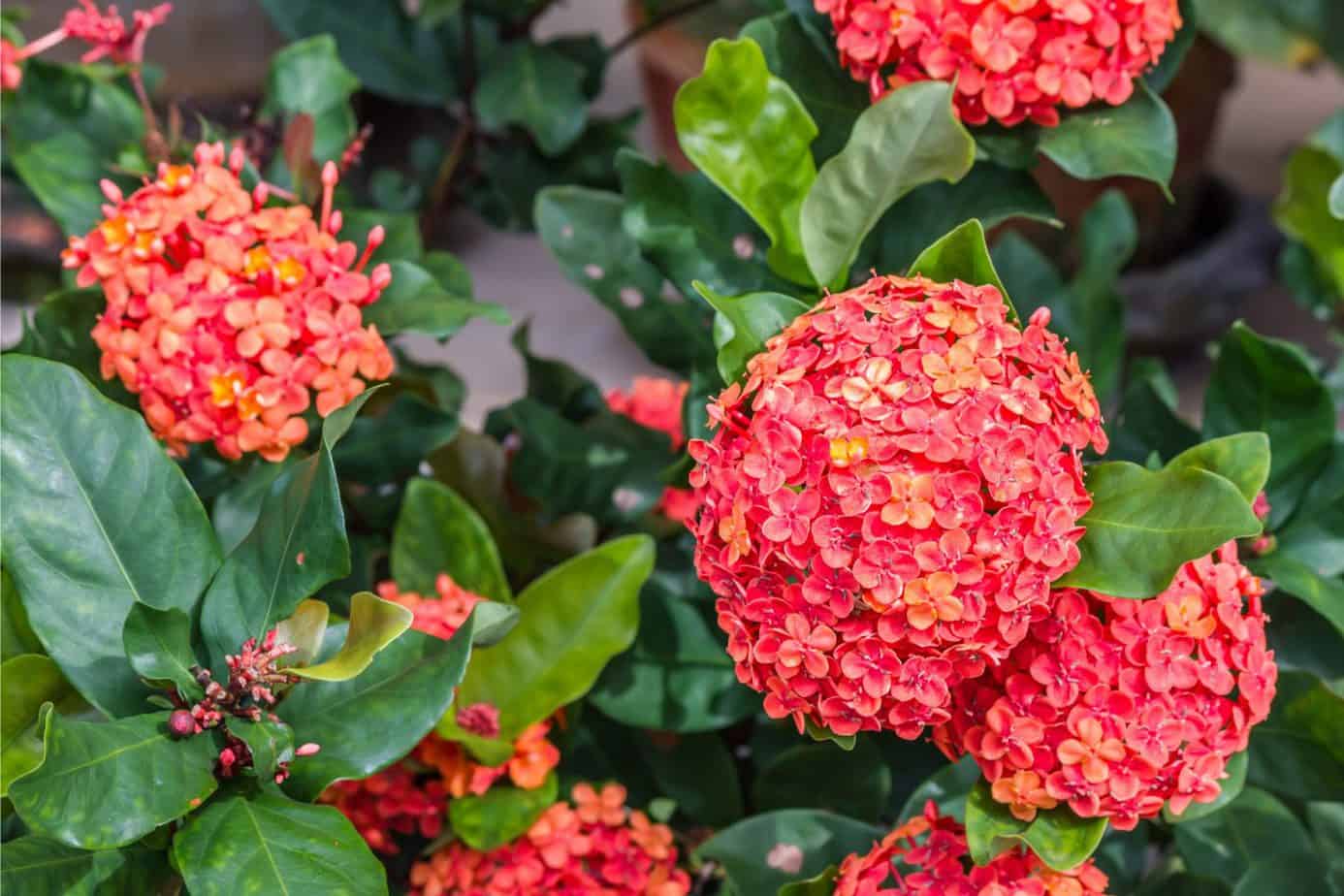 Ixora Plant Care And Complete Guide | Plantly