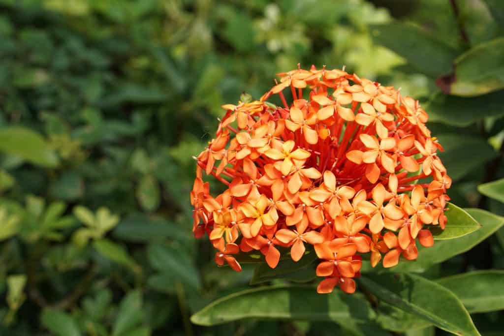 Ixora Plant Care And Complete Guide | Plantly