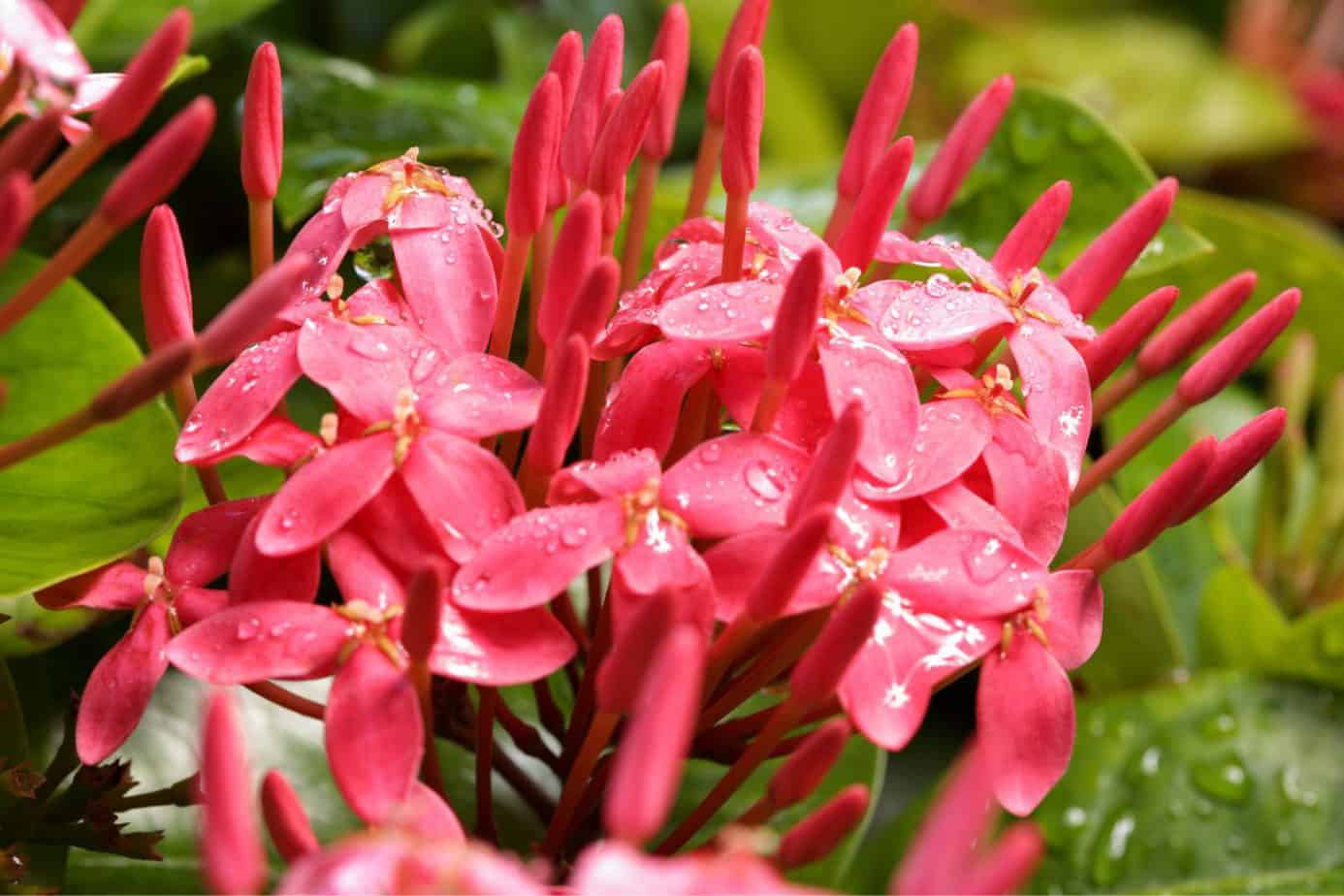 Ixora Plant Care And Complete Guide | Plantly