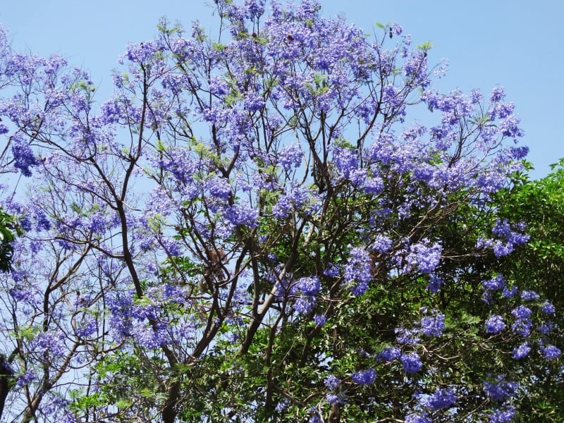 Jacaranda Mimosifolia Plant Care Guide | Plantly