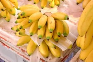 Blue Java Banana Plant Care | Plantly