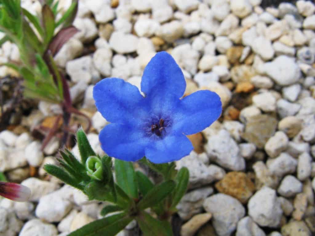 Expert Tips For Lithodora Plant Care | Plantly