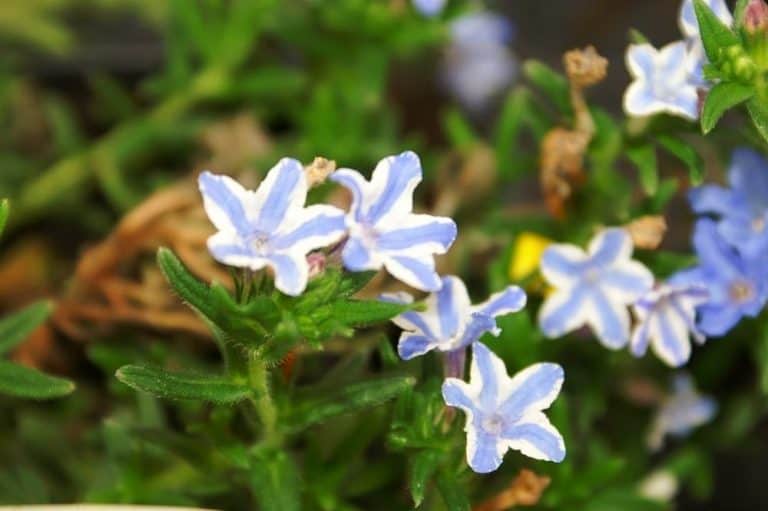 Expert Tips For Lithodora Plant Care | Plantly