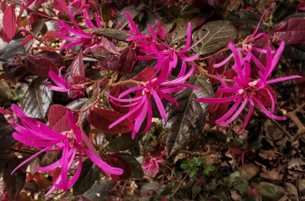 Red Diamond Loropetalum Plant Care | Plantly
