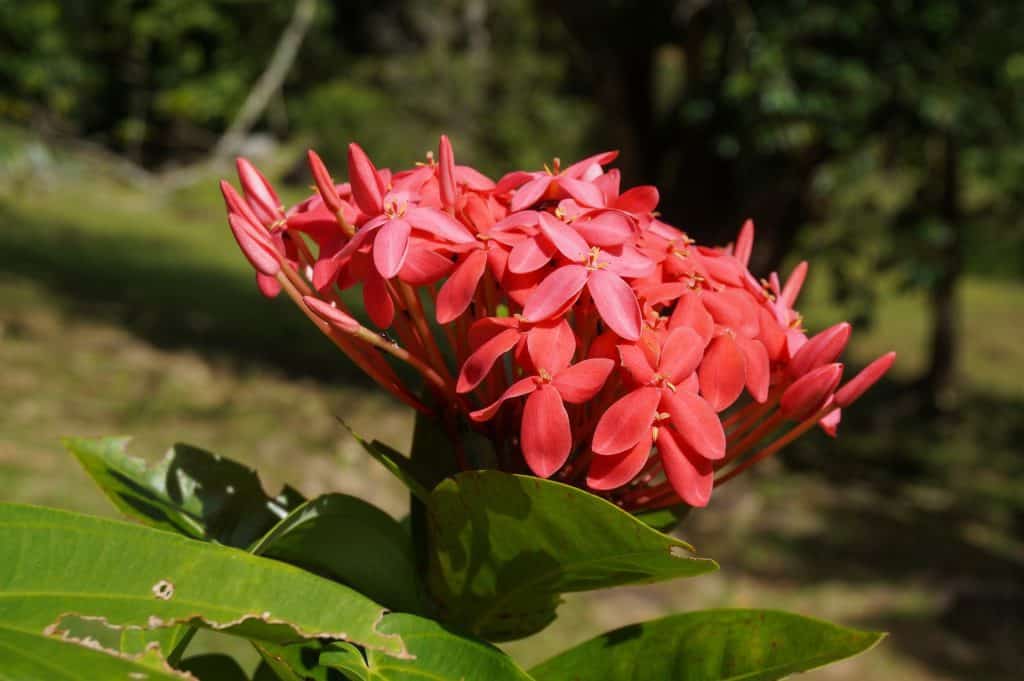 Ixora Plant Care | Plantly