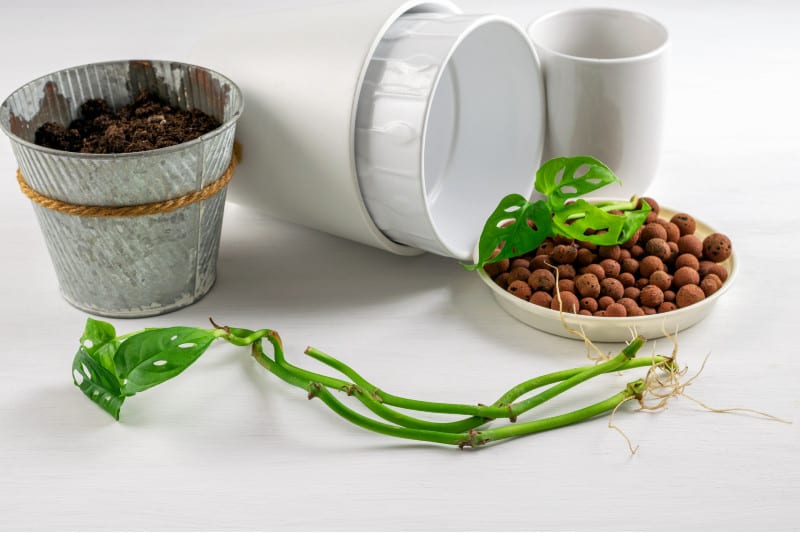 Monstera Obliqua Plant Care | Plantly