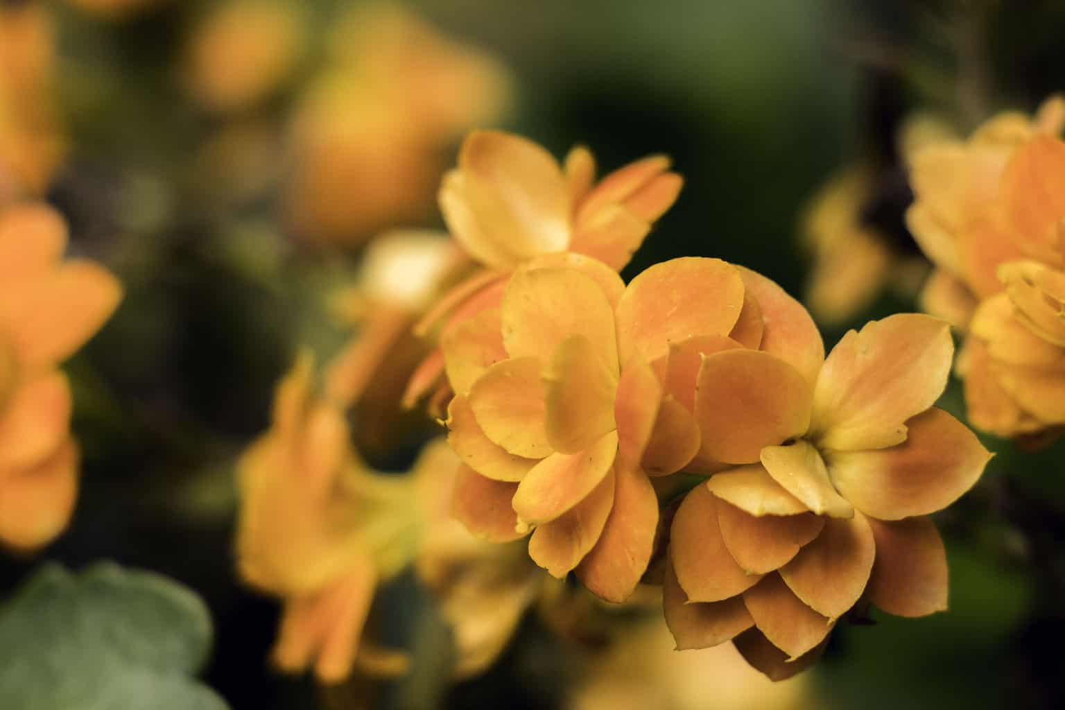 Flaming Katy Plant Care Guide | Plantly