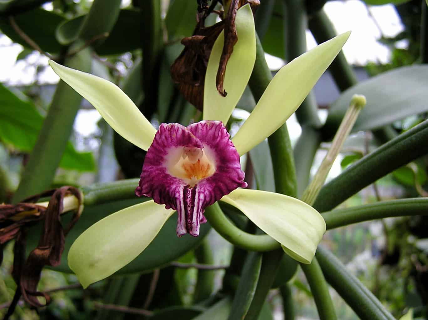 How to Care For Vanilla Orchid | Plantly
