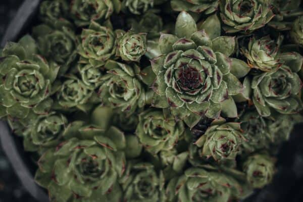 Step-By-Step Guide On Replanting Succulents | Plantly