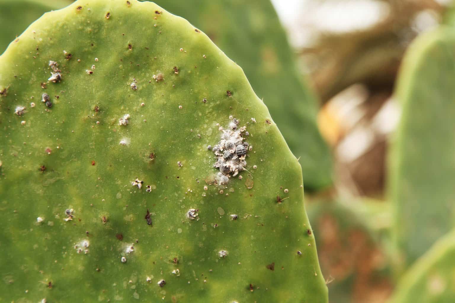 How to Treat Black Spots on Cactus | Plantly