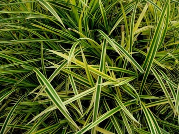 Pandan Plant Care & Growing Guide Tips | Plantly