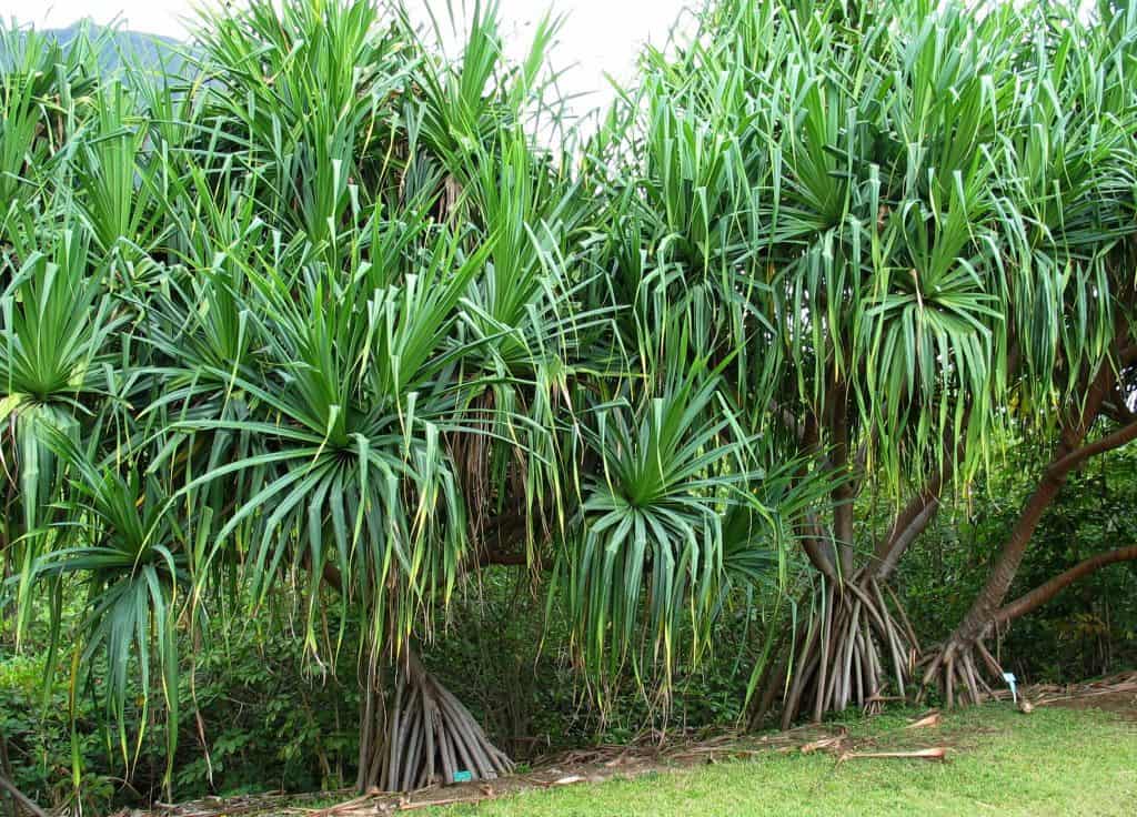 Pandan Plant Care & Growing Guide Tips | Plantly