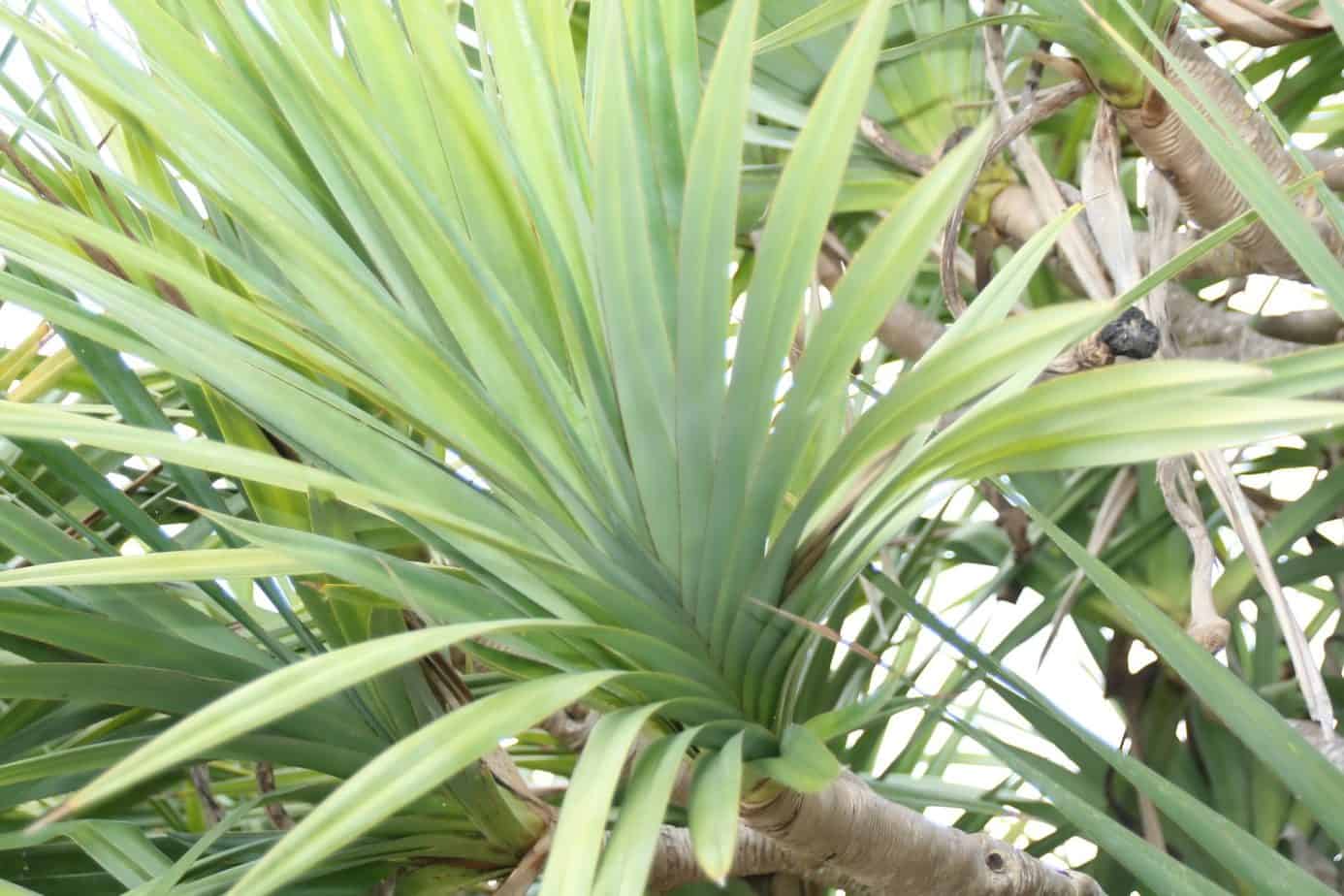 Pandan Plant Care & Growing Guide Tips | Plantly