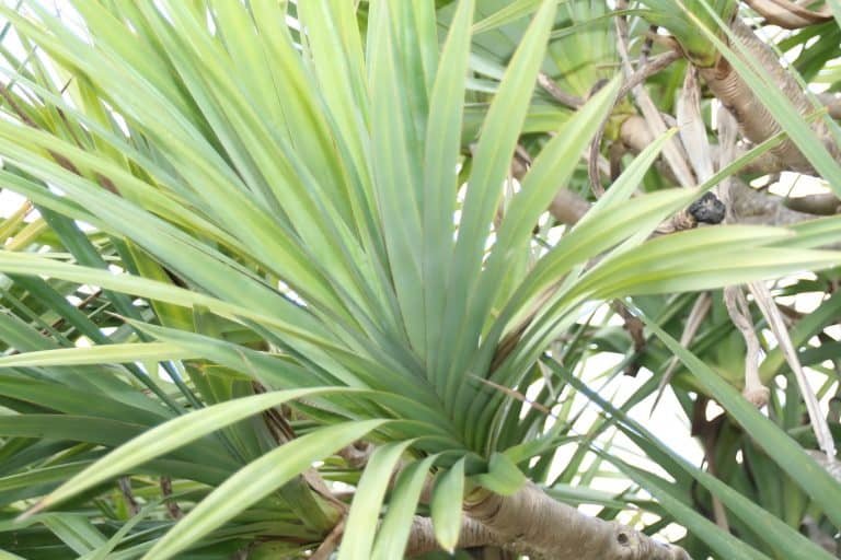 Pandan Plant Care & Growing Guide Tips | Plantly