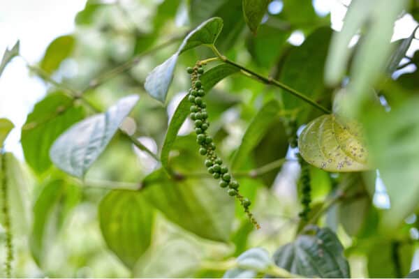 Peppercorn Plant Care & Complete Growing Guide | Plantly