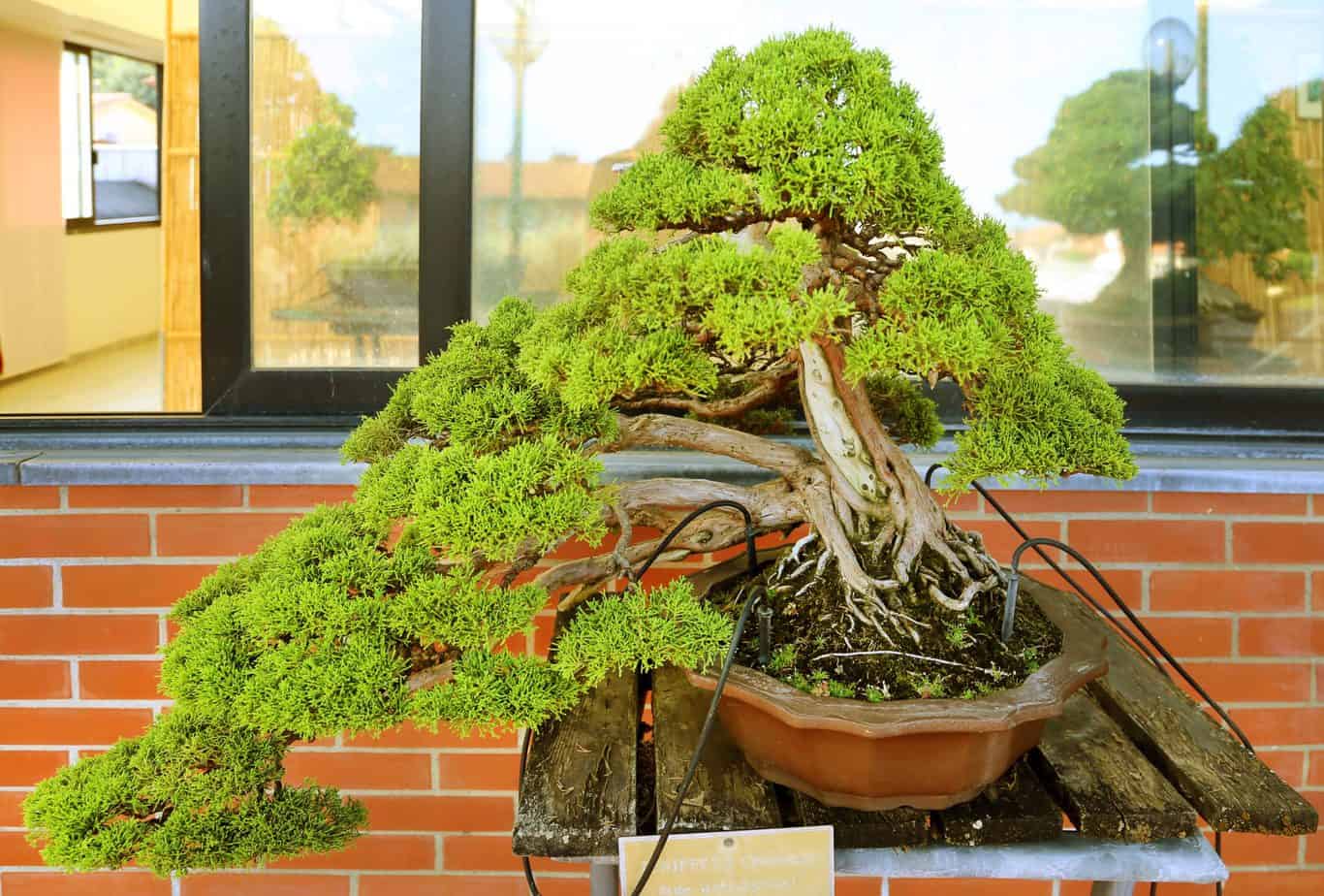 Different Bonsai Styles: You Need To Know | Plantly
