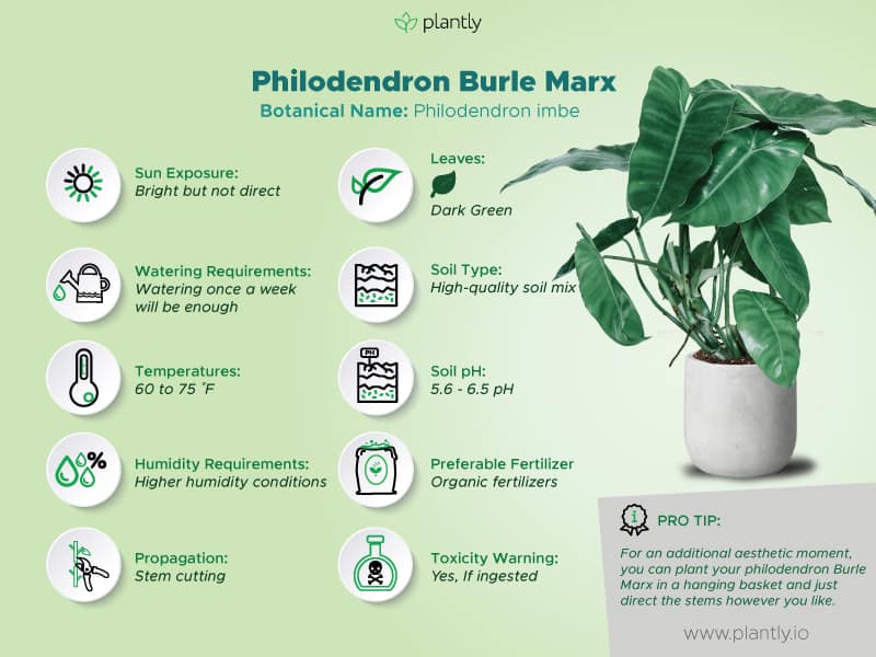 Philodendron Burle Marx: Expert Guide & Care Tips | Plantly