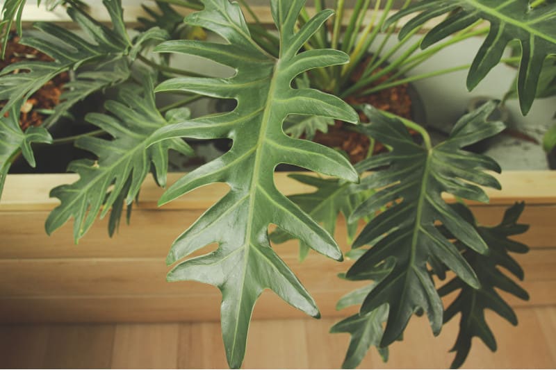 Philodendron Mayoi Plant Care | Plantly