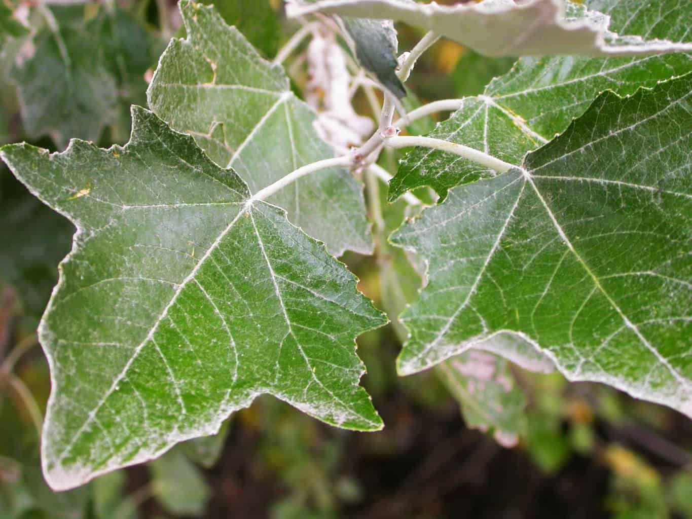 Essential Hybrid Poplar Tree Care | Plantly