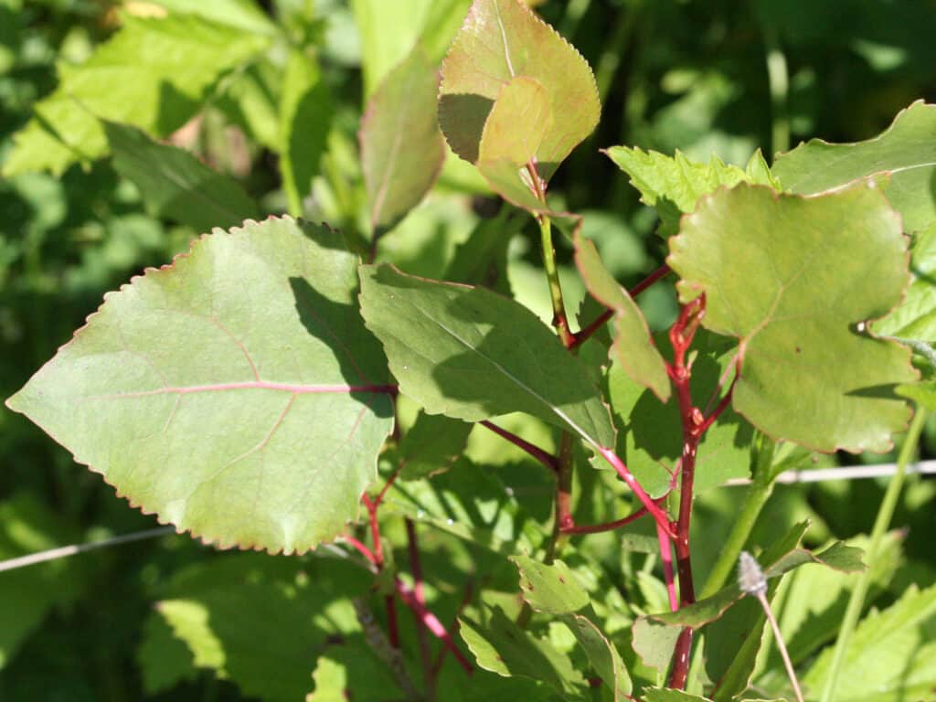 Essential Hybrid Poplar Tree Care | Plantly