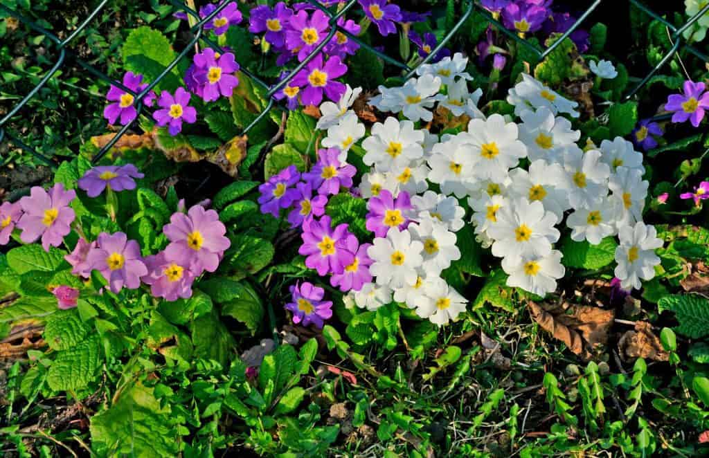 Welcoming Spring With These Flowers | Plantly