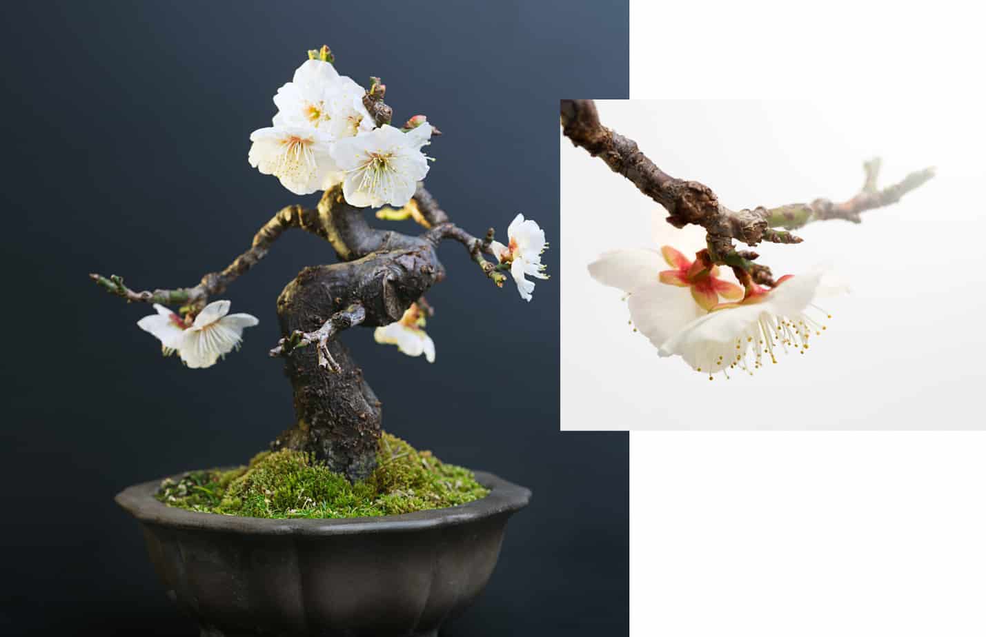 Best Tips On How To Care Flowering Bonsai Trees | Plantly