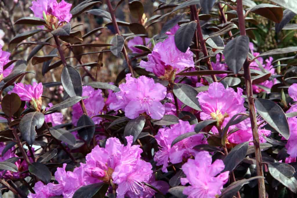 Rhododendron PJM Care Tips | Plantly