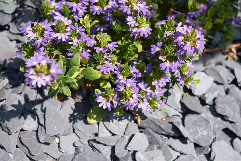 Scaevola Flower Care | Best Flower Site