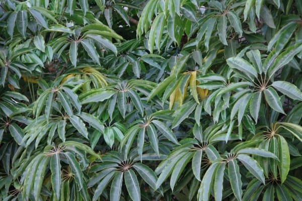 Schefflera Arboricola Plant Care | Plantly