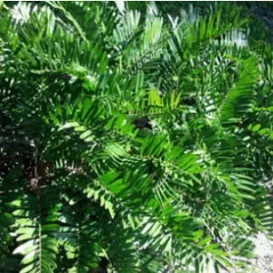 How to Grow and Care for Cucurma Plant | Plantly