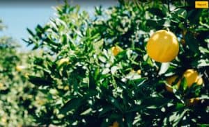 Calamondin Plant Care Guide | Plantly