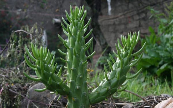 Best Tall Cactus Plants For Your Gardens | Plantly