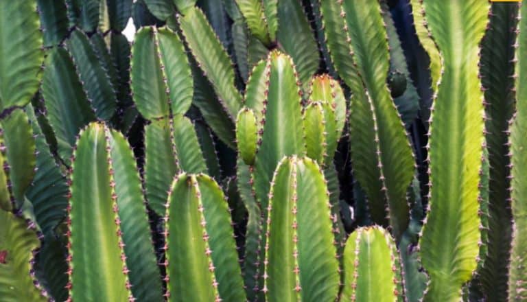 Ultimate Guide & Care For Cereus Cactus Plant | Plantly