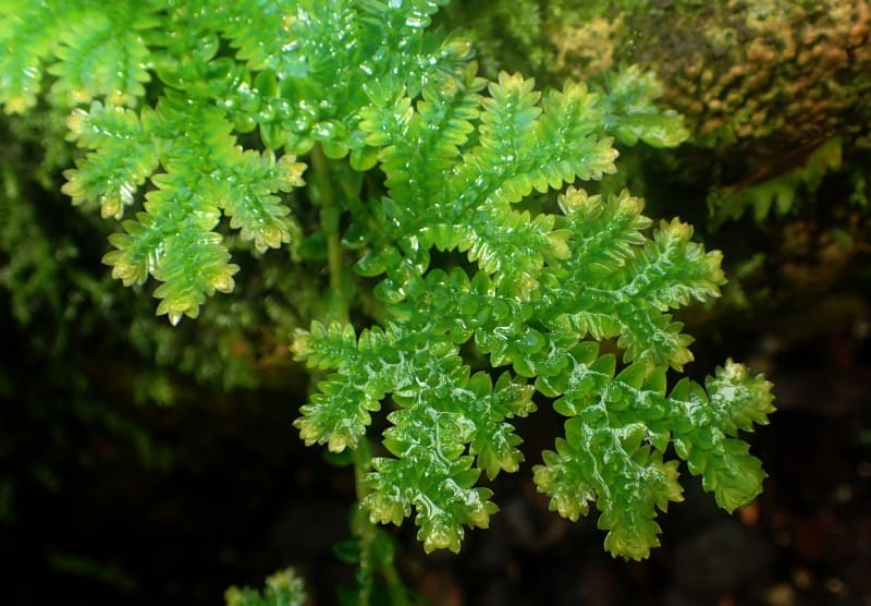 Selaginella Plant Care & Growing Guide | Plantly
