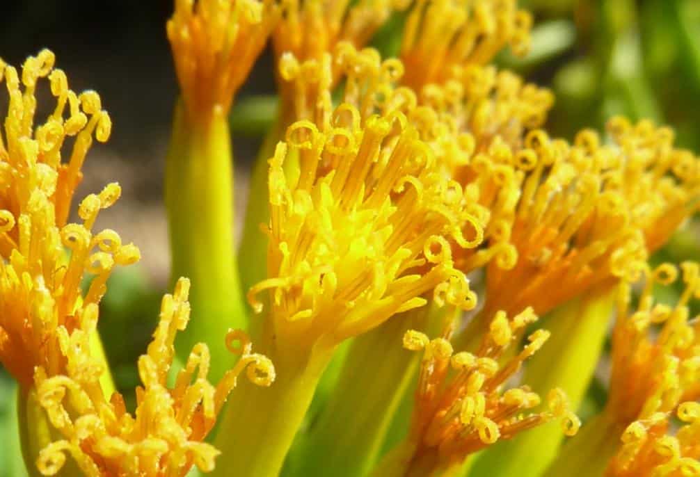 How To Care for Succulent Bush Senecio | Plantly