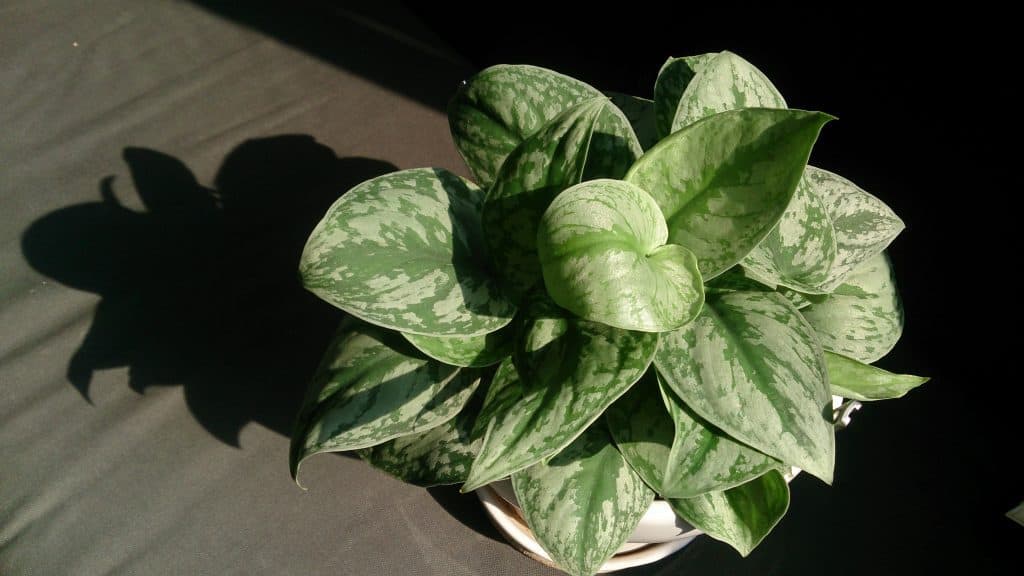 Pothos Varieties: Best Indoor Pothos to Grow | Plantly