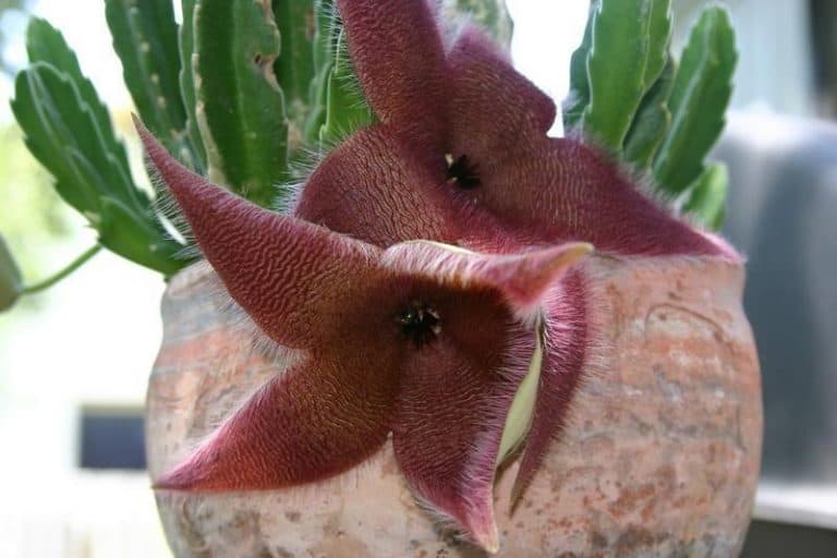 Expert Tips To Care Stapelia Plant | Plantly