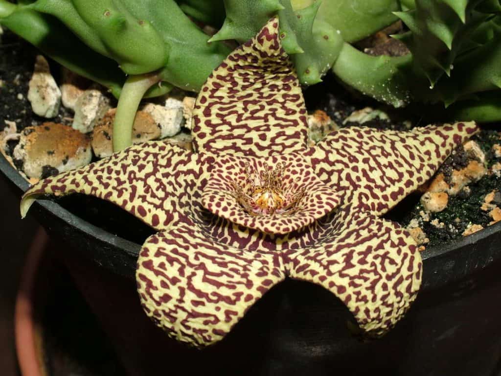 Expert Tips To Care Stapelia Plant | Plantly