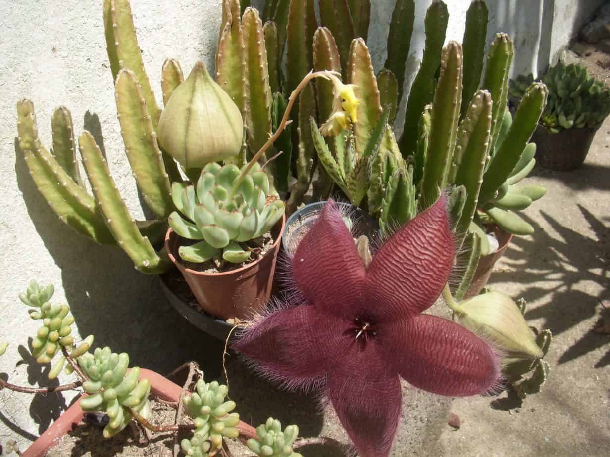 Expert Tips To Care Stapelia Plant | Plantly