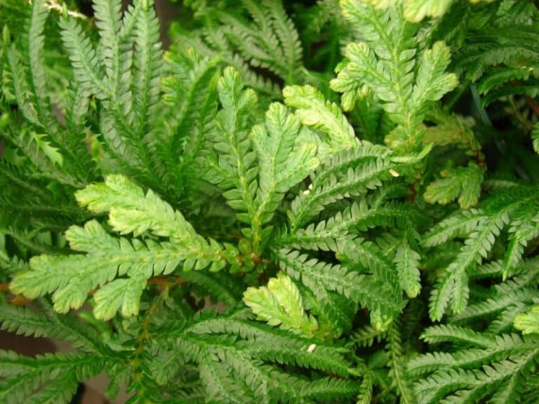Selaginella Plant Care & Growing Guide | Plantly