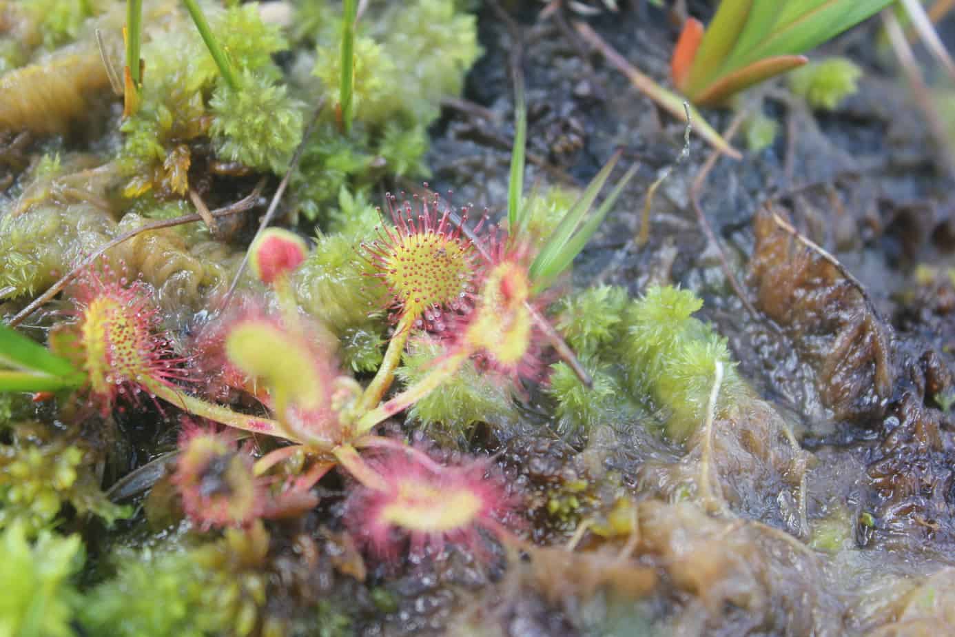 Sundew Plant Complete Care | Plantly