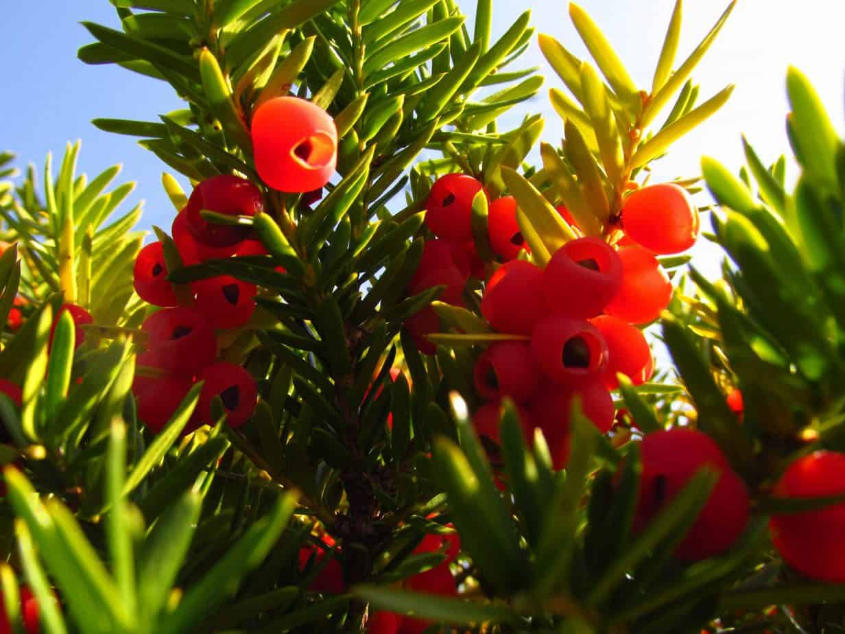 Hicks Yew Plant Care | Plantly